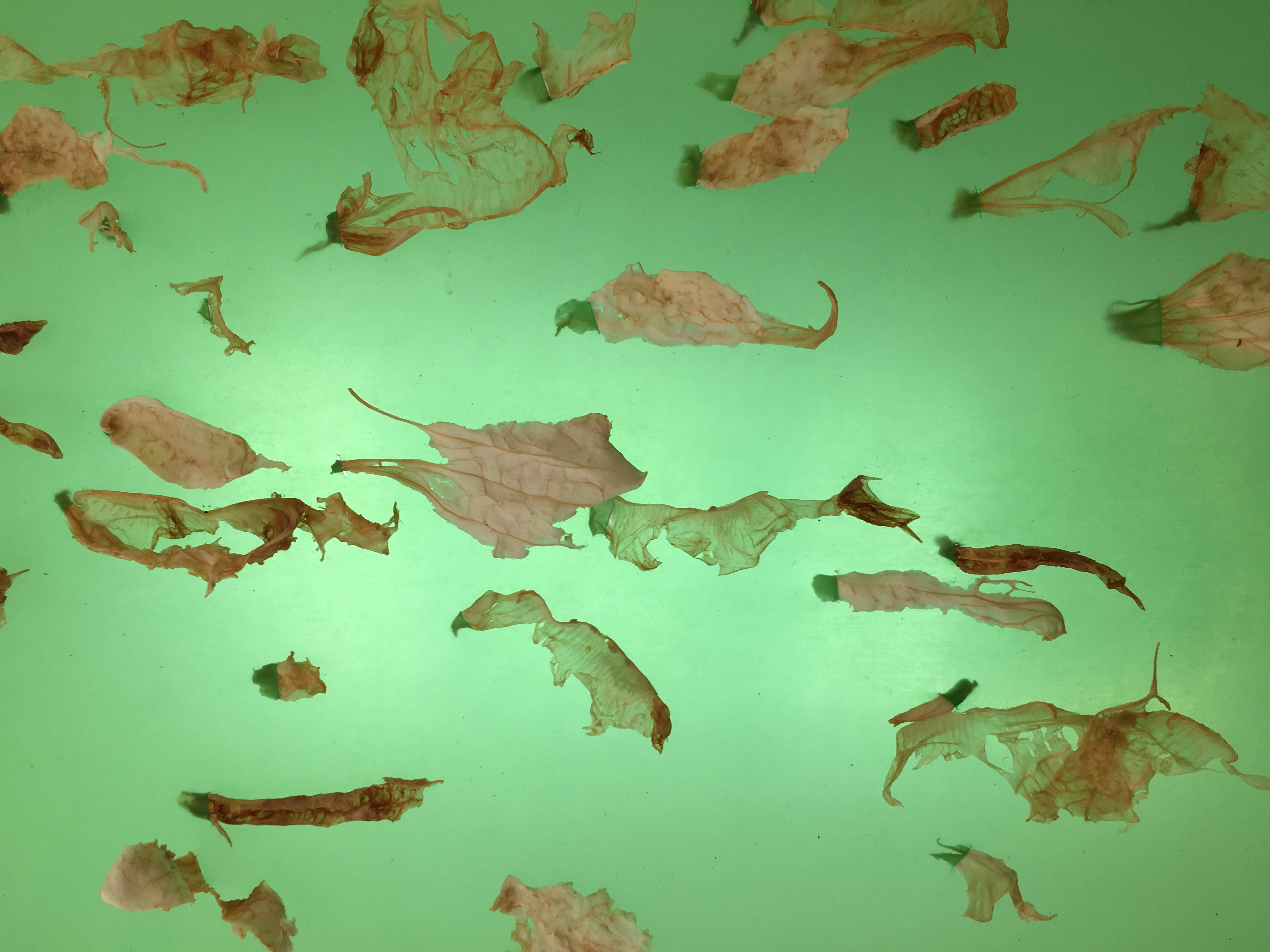 Alexandra Virginia Martin at Spaysky Fine Art Gallery LLC - runner magazine